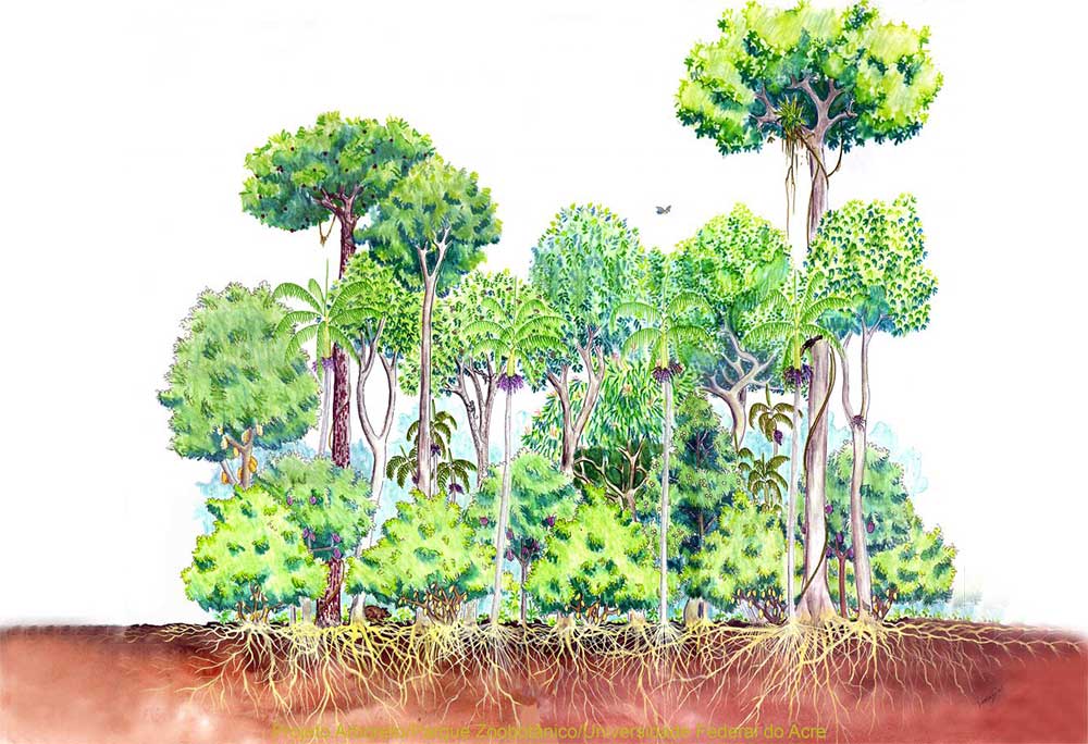 Evolución hacia la Agricultura Sintrópica: Un viaje desde la ...